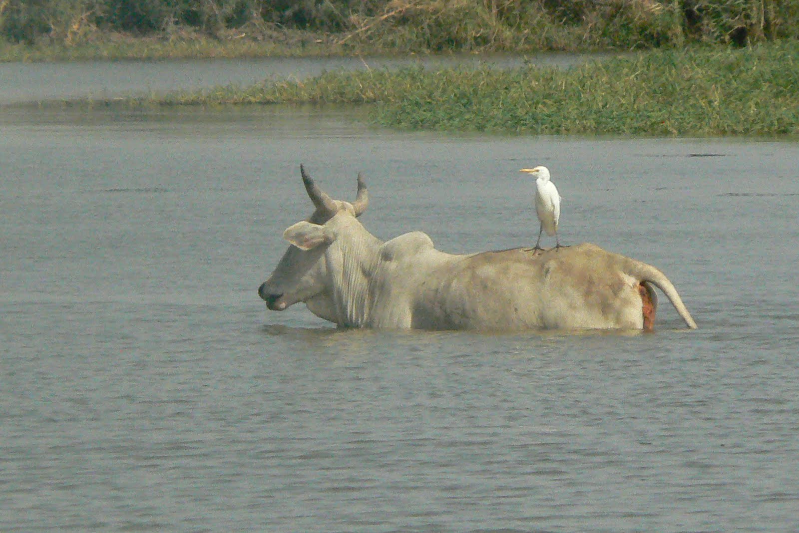 Découverte du monde: Les animaux au Sénégal