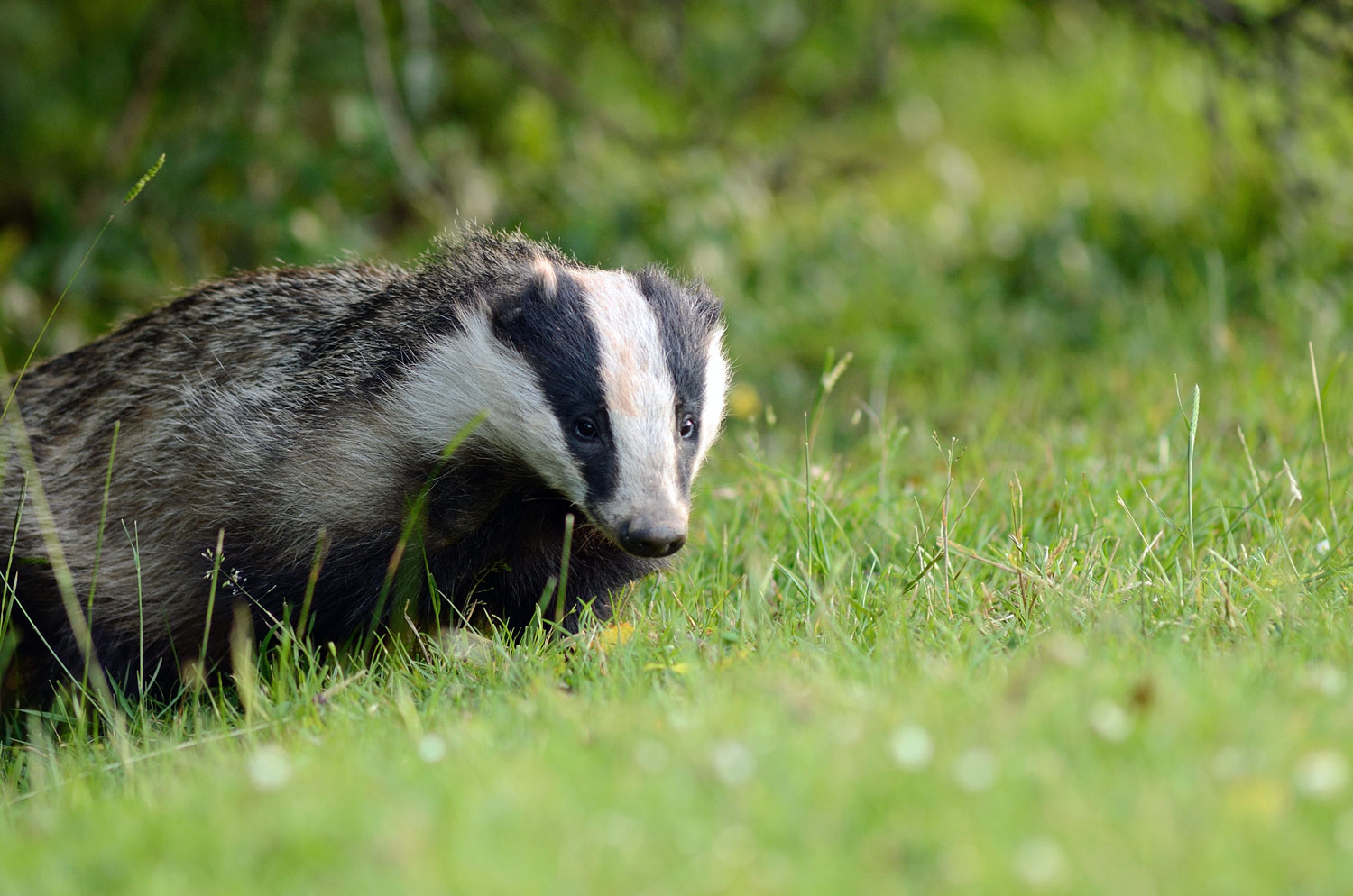 Scott Tilley Wildlife Photography : Species Guide - Eurasian Badger