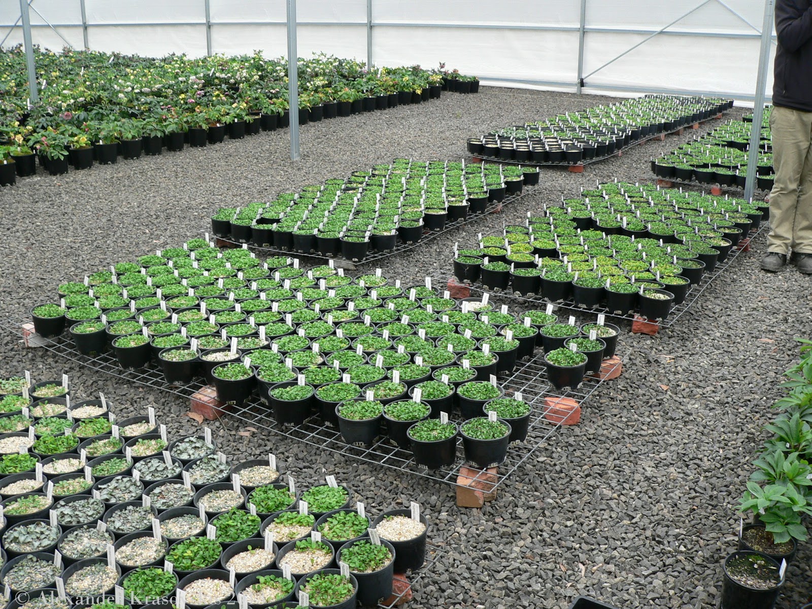 Aggregata Plants & Gardens: Visit to Post Office Farm Nursery ...