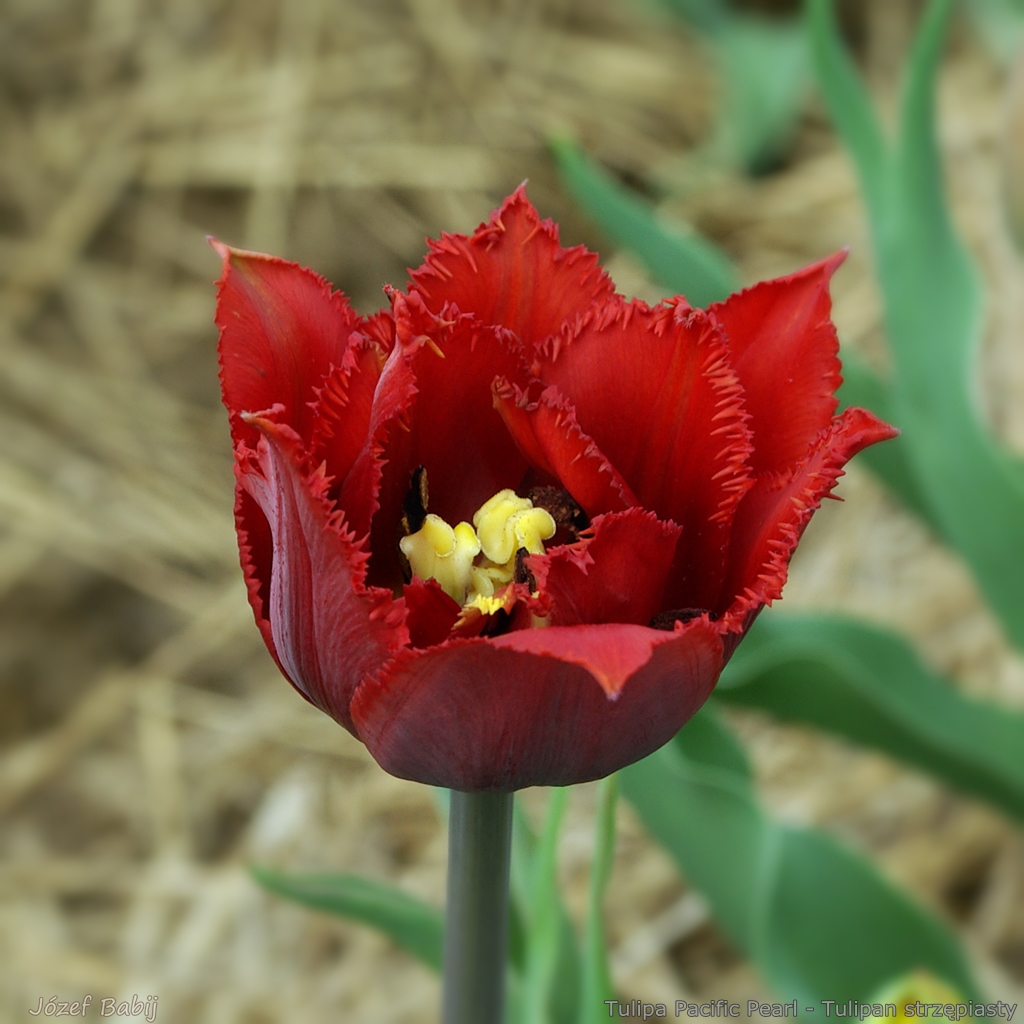 Plant Gallery - Encyklopedia Roślin: Tulipan gatunki i odmiany tulipanów