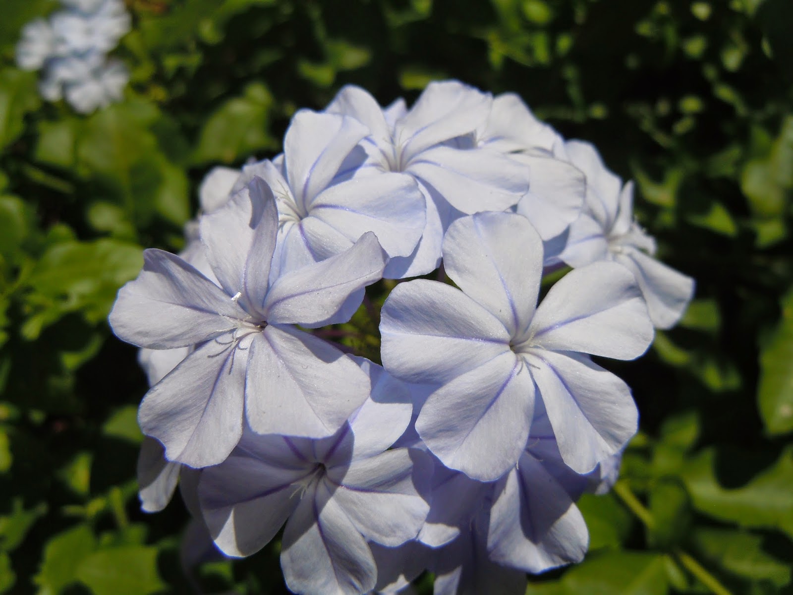 DIÁRIO COM A NATUREZA: 30 DE MARÇO - BELA-EMÍLIA - PLANTA E FLOR ...