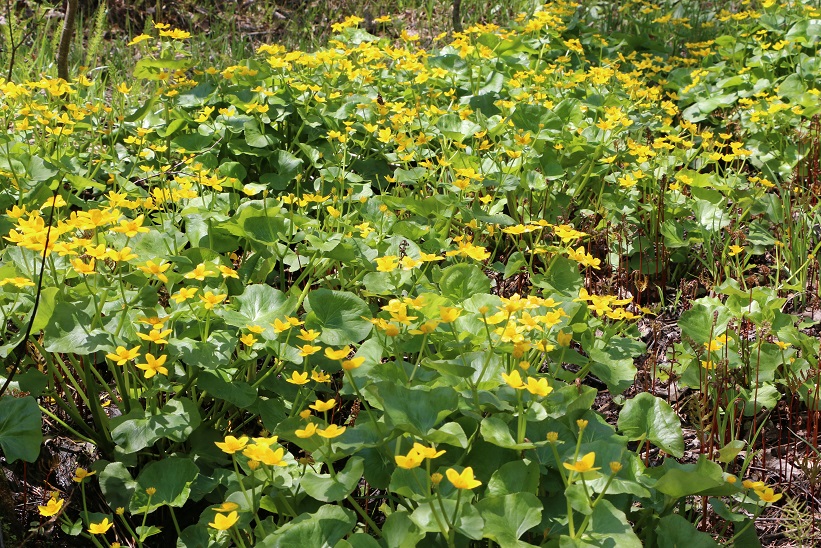 Michigan Exposures: A Bunch of Marsh Marigolds