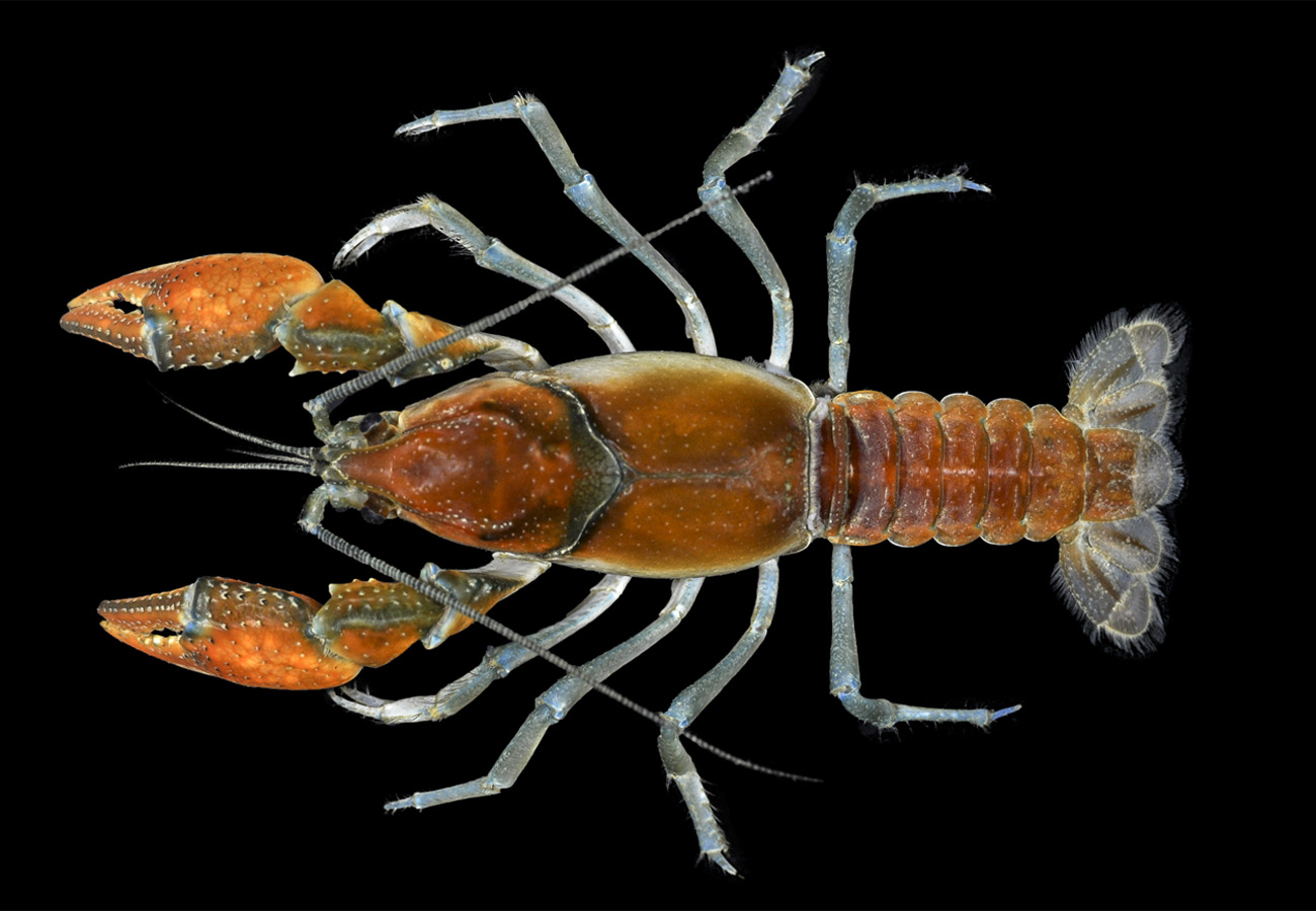 Species New to Science: [Crustacea • 2016] Fallicambarus schusteri • A ...