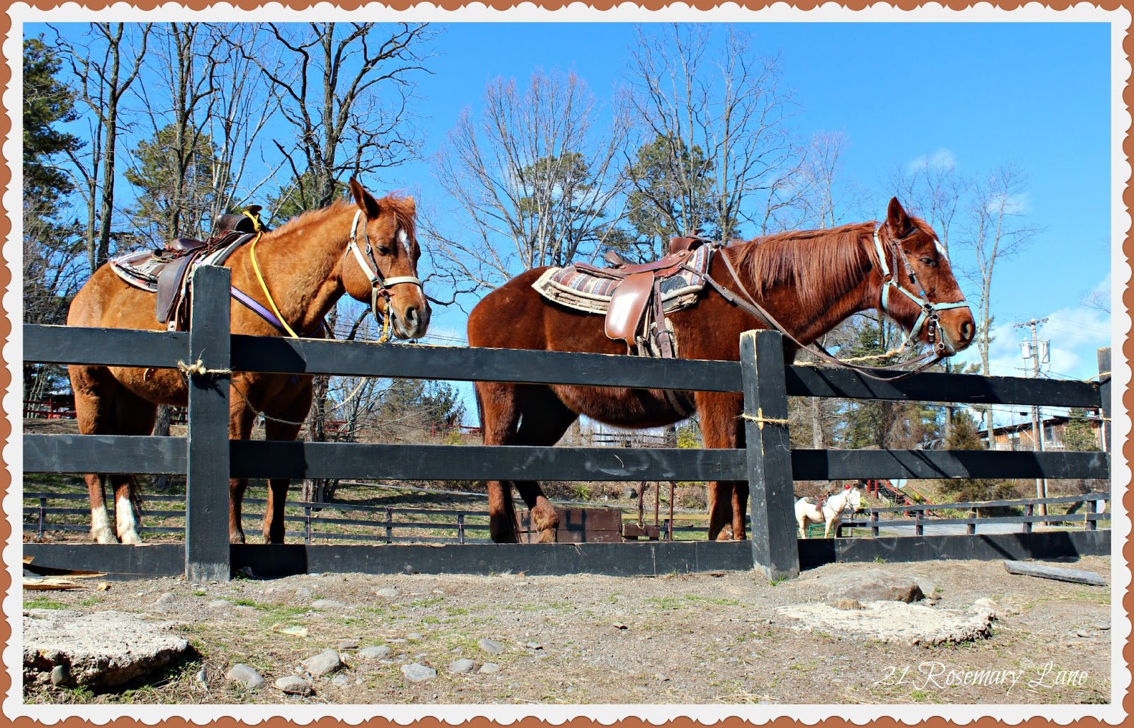 21 Rosemary Lane: Our Dude Ranch Getaway