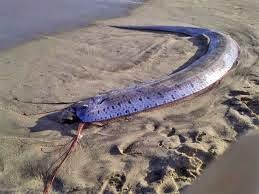 Jenis Ikan Naga Yang Dikenal | Akuarium Ikan Hias