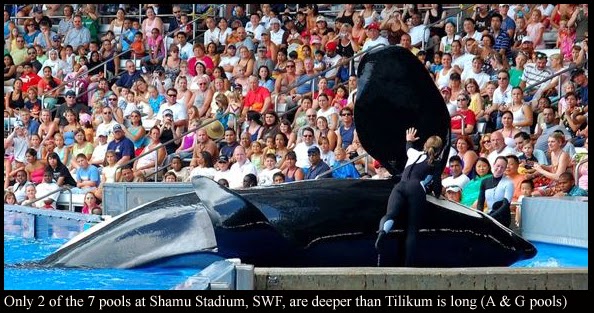 Voice of the Orcas: Images4 #Blackfish Airings @CNNFilms & #OpSeaWorld