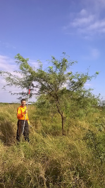NOA Forestal: Ensayo de orígenes de Prosopis sp