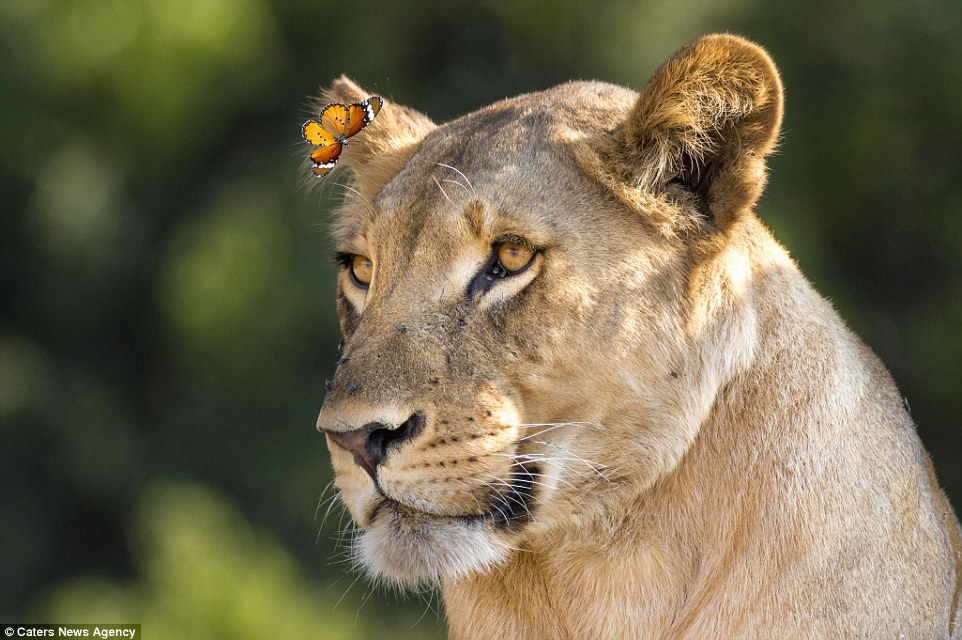 White Wolf : Spectacular images capture the moment a butterfly catches ...
