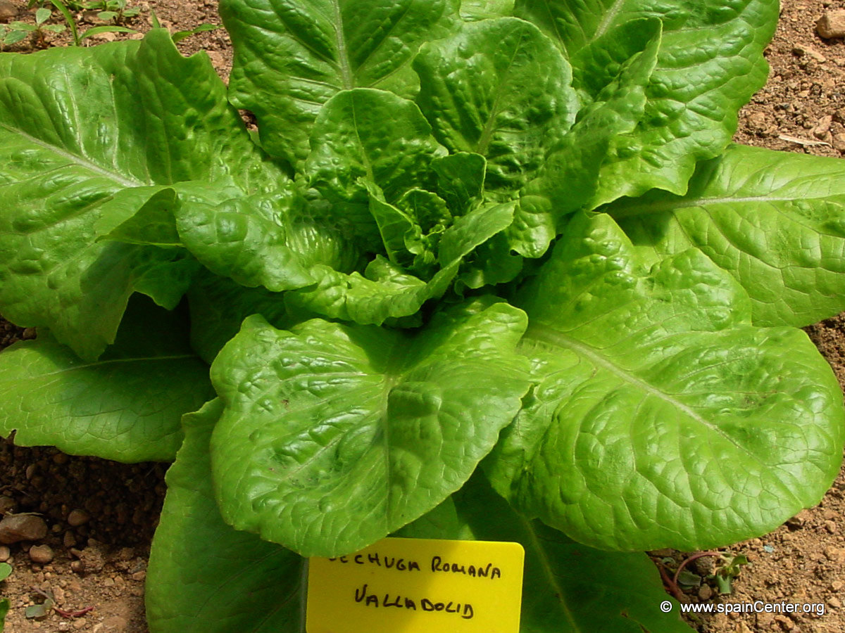 La Lechuga: Todo lo que necesitas saber | Jon´s Life