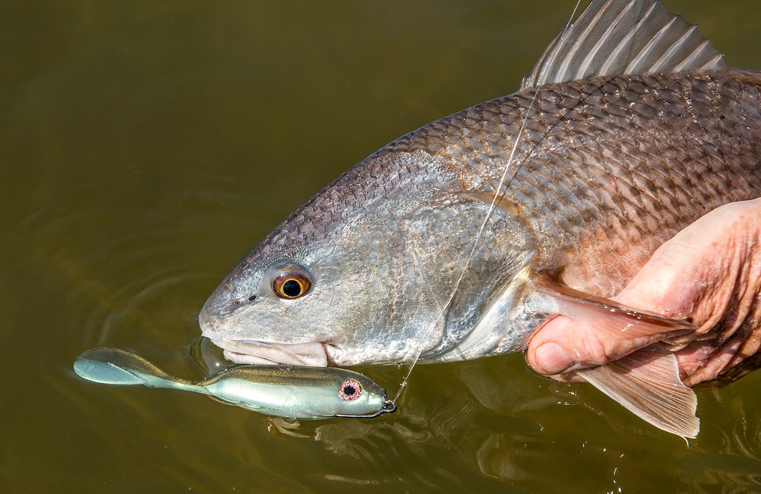 On Foot Angler: NEW DOA AIRHEAD LURE