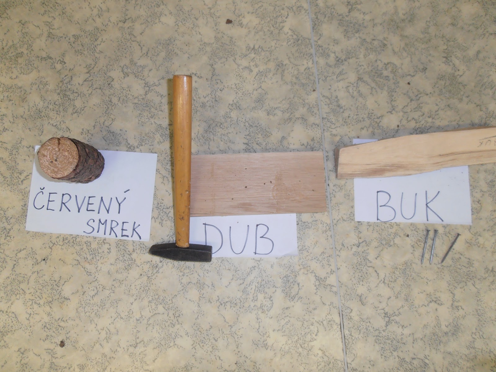 Tajomstvá stromov: Ktorý strom má najtvrdšie drevo?