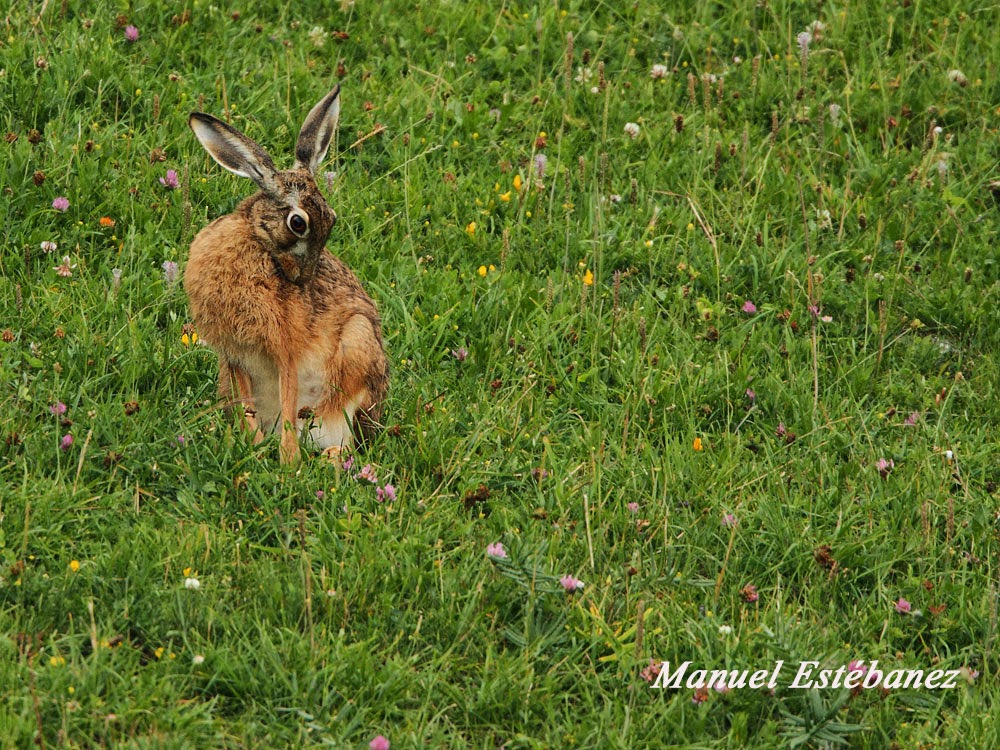 Miradas Cantábricas: Liebre europea (Lepus europaeus)