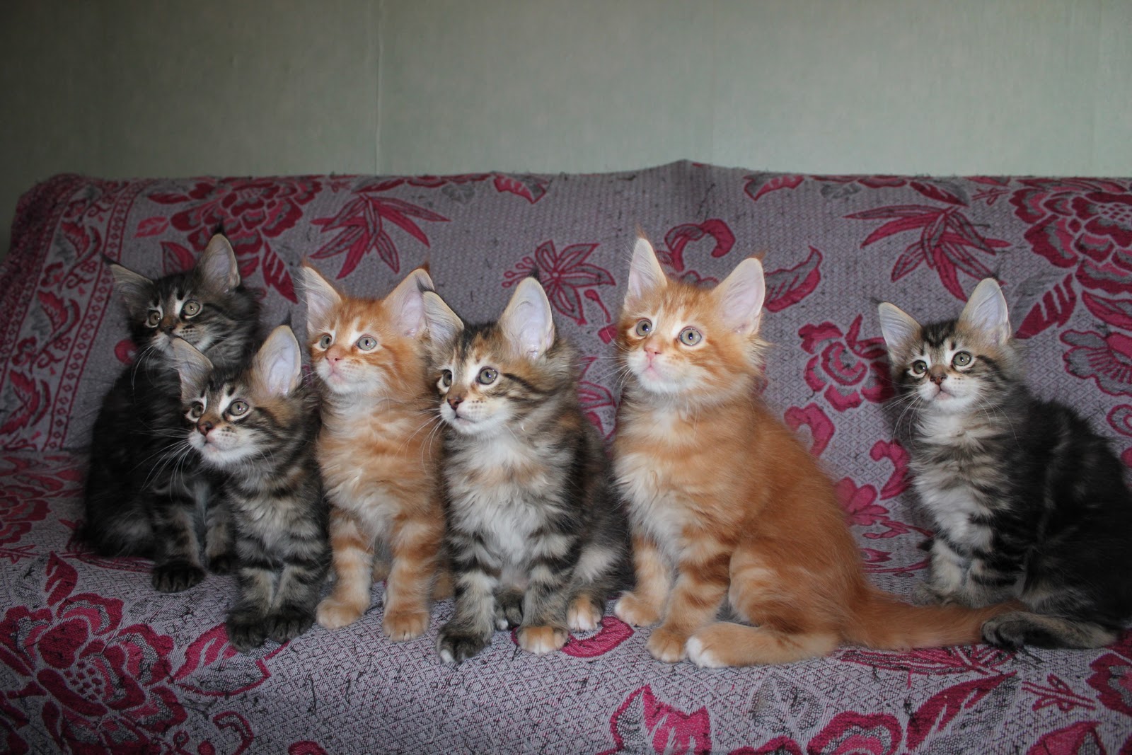 Häldefors Cats: Kattbilder