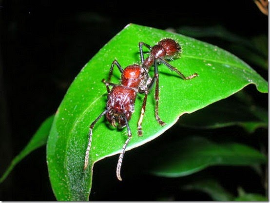 Klasifikasi Semut | Dunia Remaja™