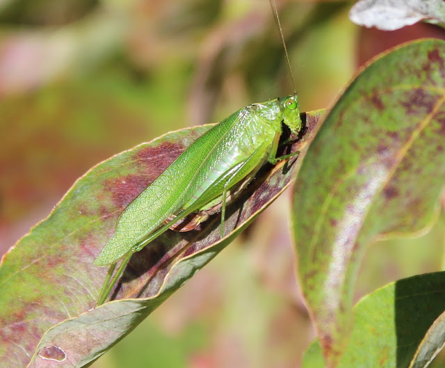 Anubis Bard: Autumn Insects