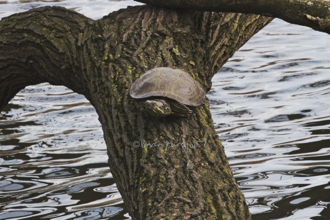 The Last Leaf Gardener: Turtle Pond Trivia & Sighting Turtle Trees