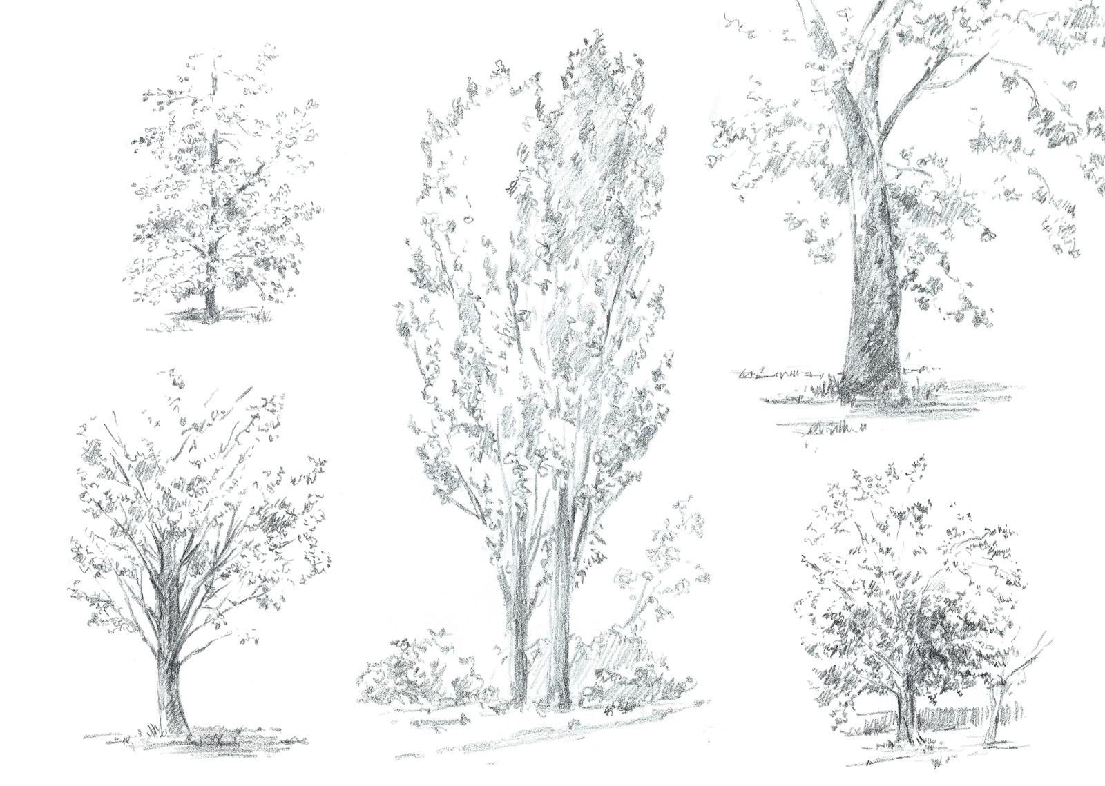 , Bartemeus: Quelques croquis d'arbres