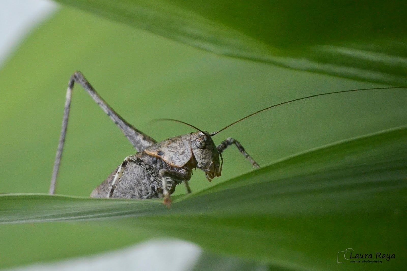 Fotografía Laura Raya: 5 CLAVES PARA FOTOGRAFIAR INSECTOS EN PLENA ...