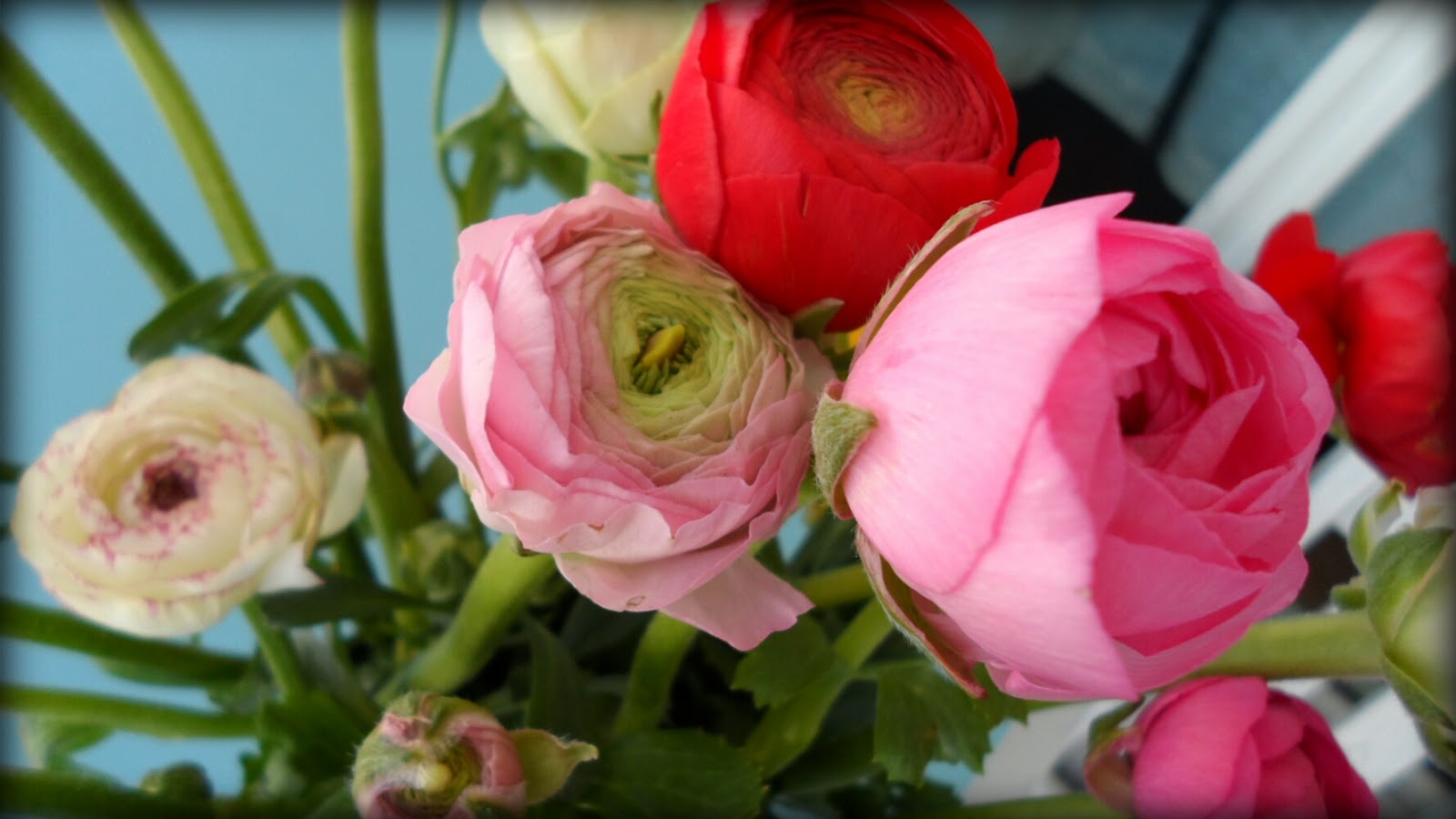 HIMMELBERGA: Ranunkler.