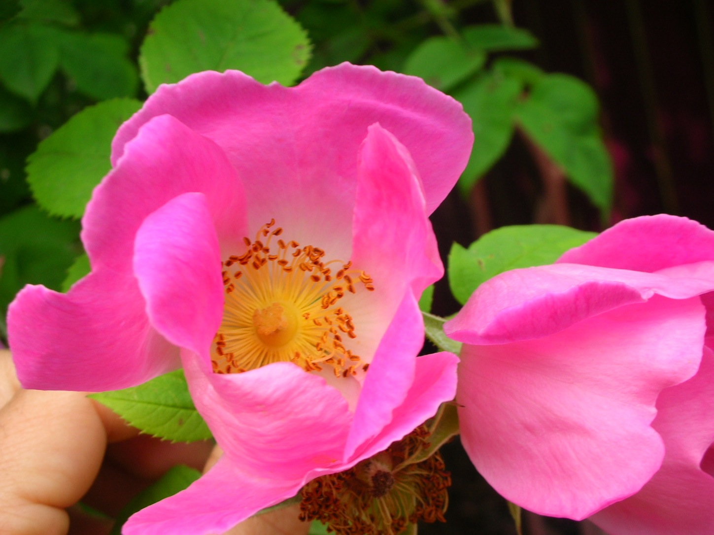 Dig IT Vera Johnson: Old/Antique Roses- why you should be growing them