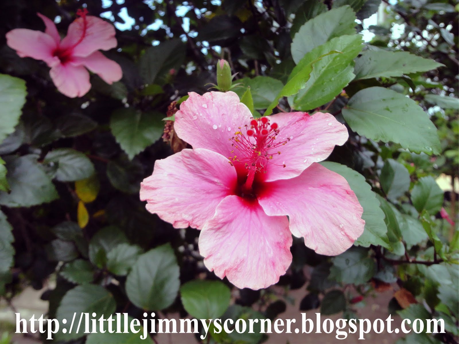 .:little jimmy's corner: Gumamela Flower