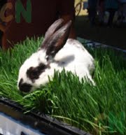 Forraje Verde Hidropónico: Ventajas y Desventajas del FVH