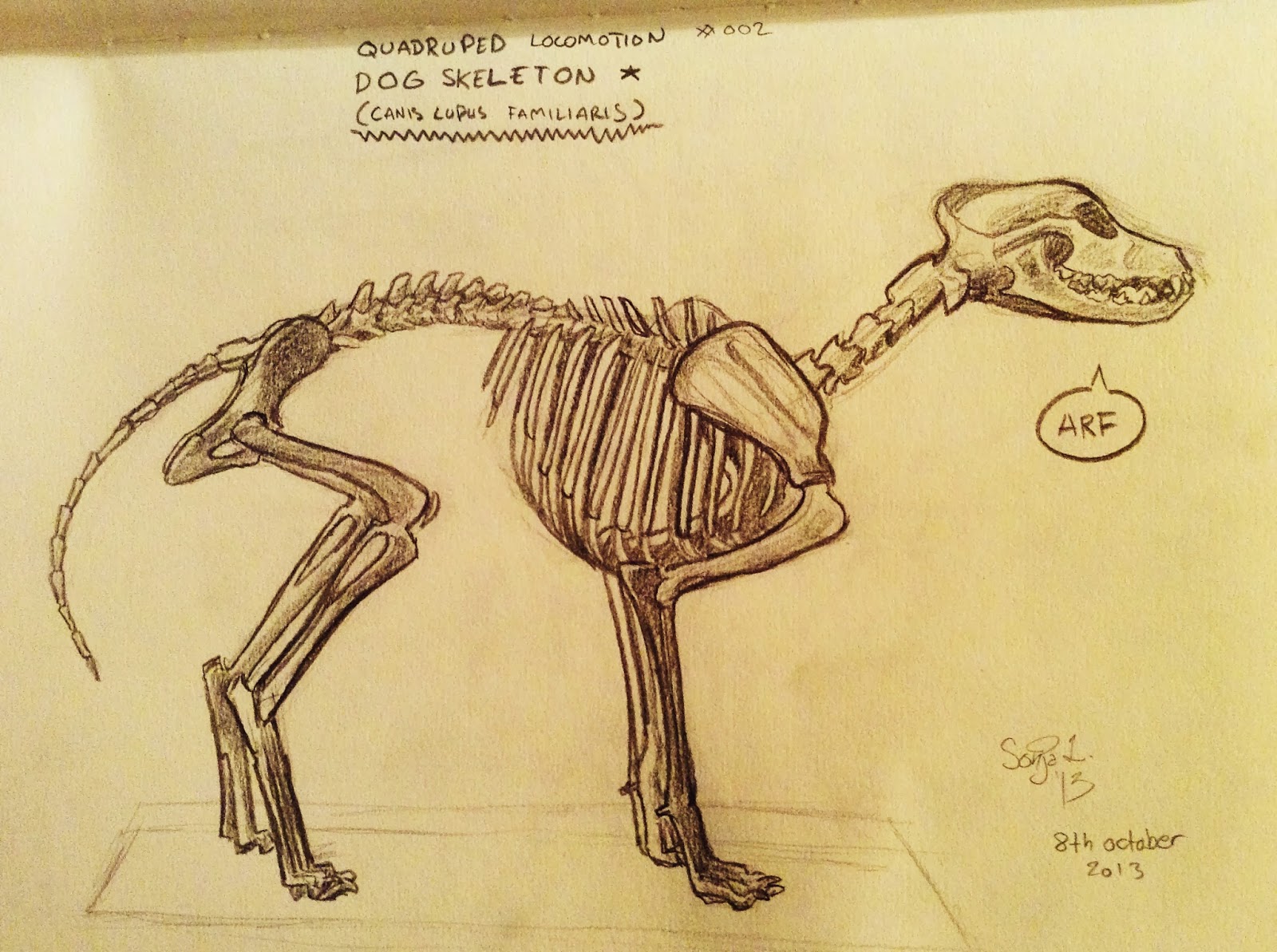 Advanced Animation Skills by Sonja Langskjaer: Week 1+2: Quadruped ...