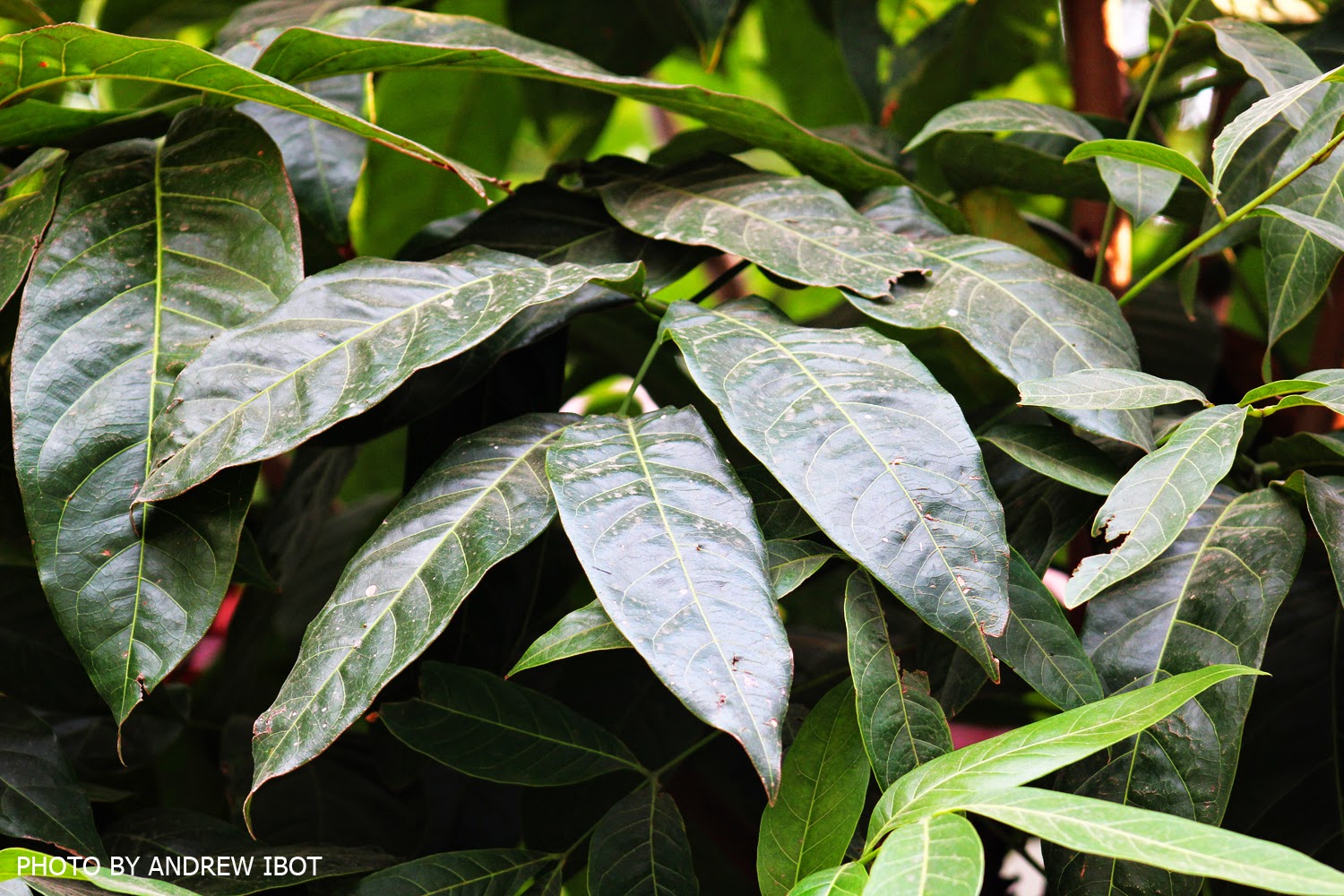 Ako si ANDREW IBOT!: Niyog-Niyogan