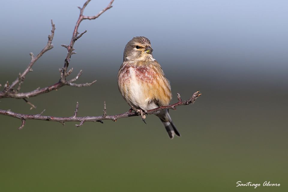 PARDILLO COMÚN | Mirada