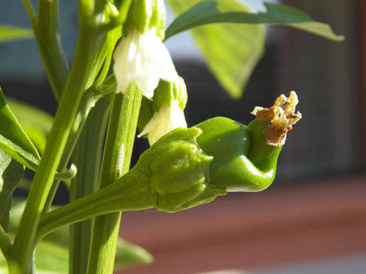 Art Threads: Wednesday Sewing - Felt Peppers