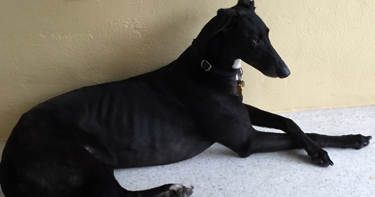 Greyhound Roo: The Black Dog Dilemma