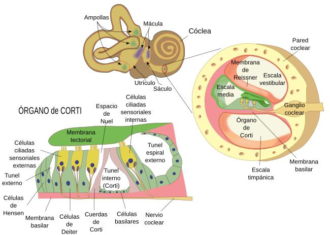 TICS Fonoaudiologia: Anatomía oído interno