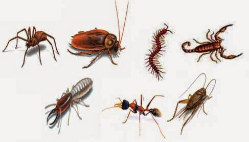 Higiene : Tipos De Plagas