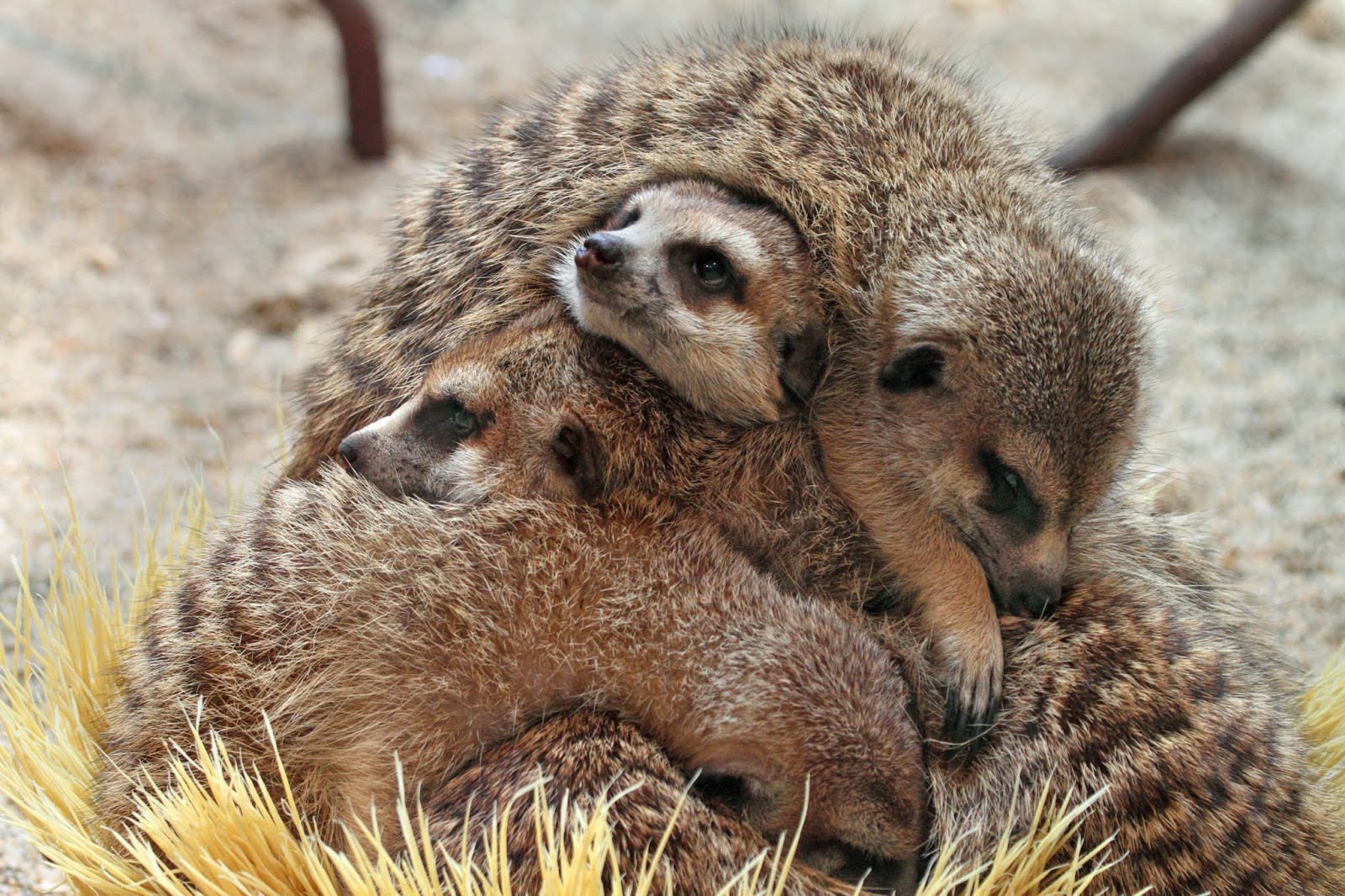 Empathy Pictures With Animals