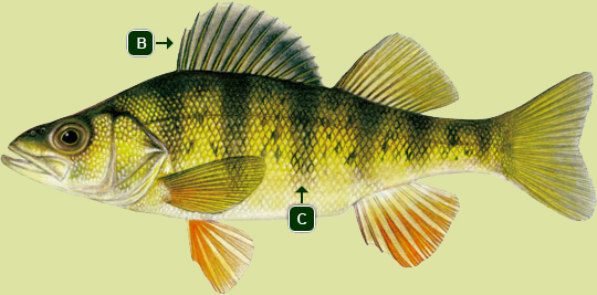 Fishing In Canada: Sport Fish