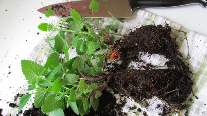 Knit Click And Stir Propagation Station