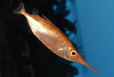 Real Monstrosities: Snipefish