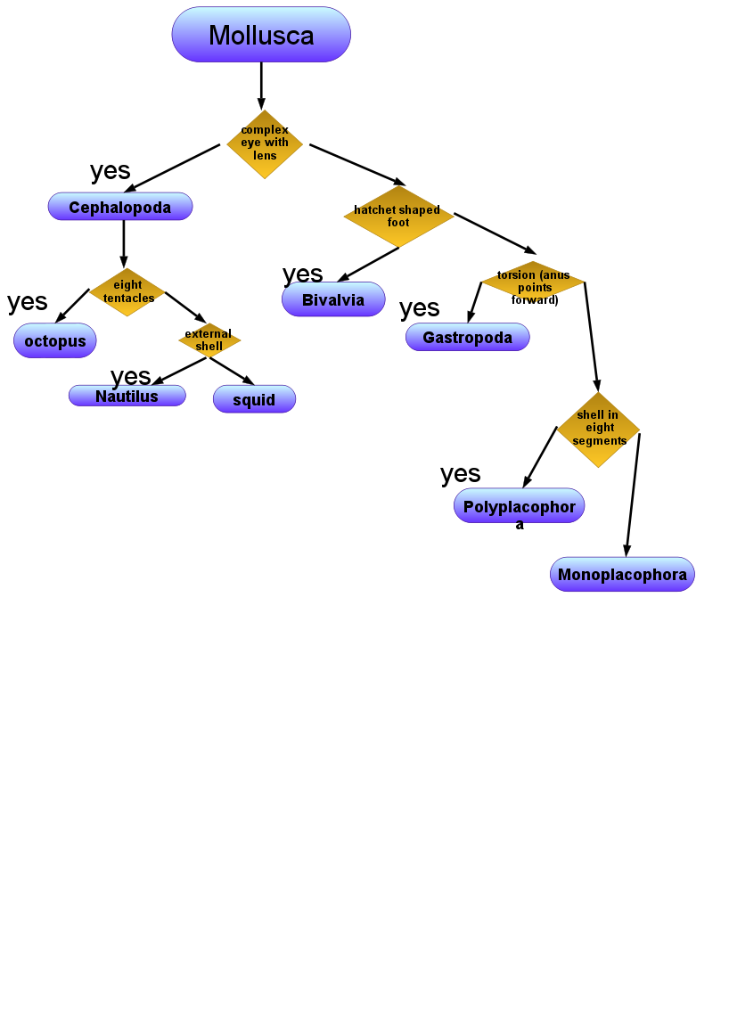 Dichotomous Key Lab Dichotomous Biology Systematic - zharaphotography