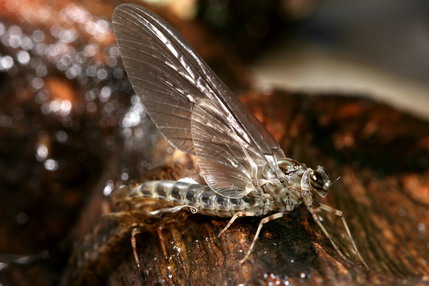 GRAY DRAKES- THE MYSTERY HATCH -JUNE SELECTIVITY CLINIC AT GRAY DRAKE ...