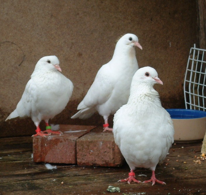 My Doves: All the babies fledge