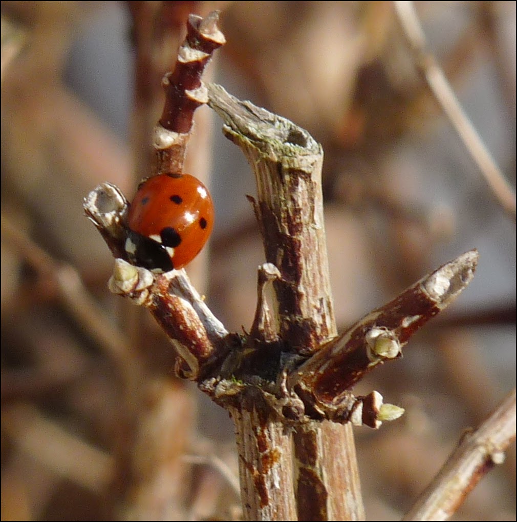 Wild and Wonderful: 7-spot Ladybird in Suffolk