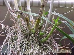 segala macam tentang anggrek: Karakteristik Tanaman Anggrek