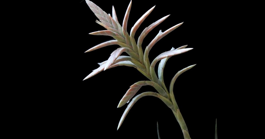 Tillandsia didisticha care and culture | Travaldo's blog