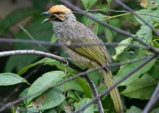 Budidaya Burung: Mengenal lebih dekat burung Cucak rawa (Cucak rowo)