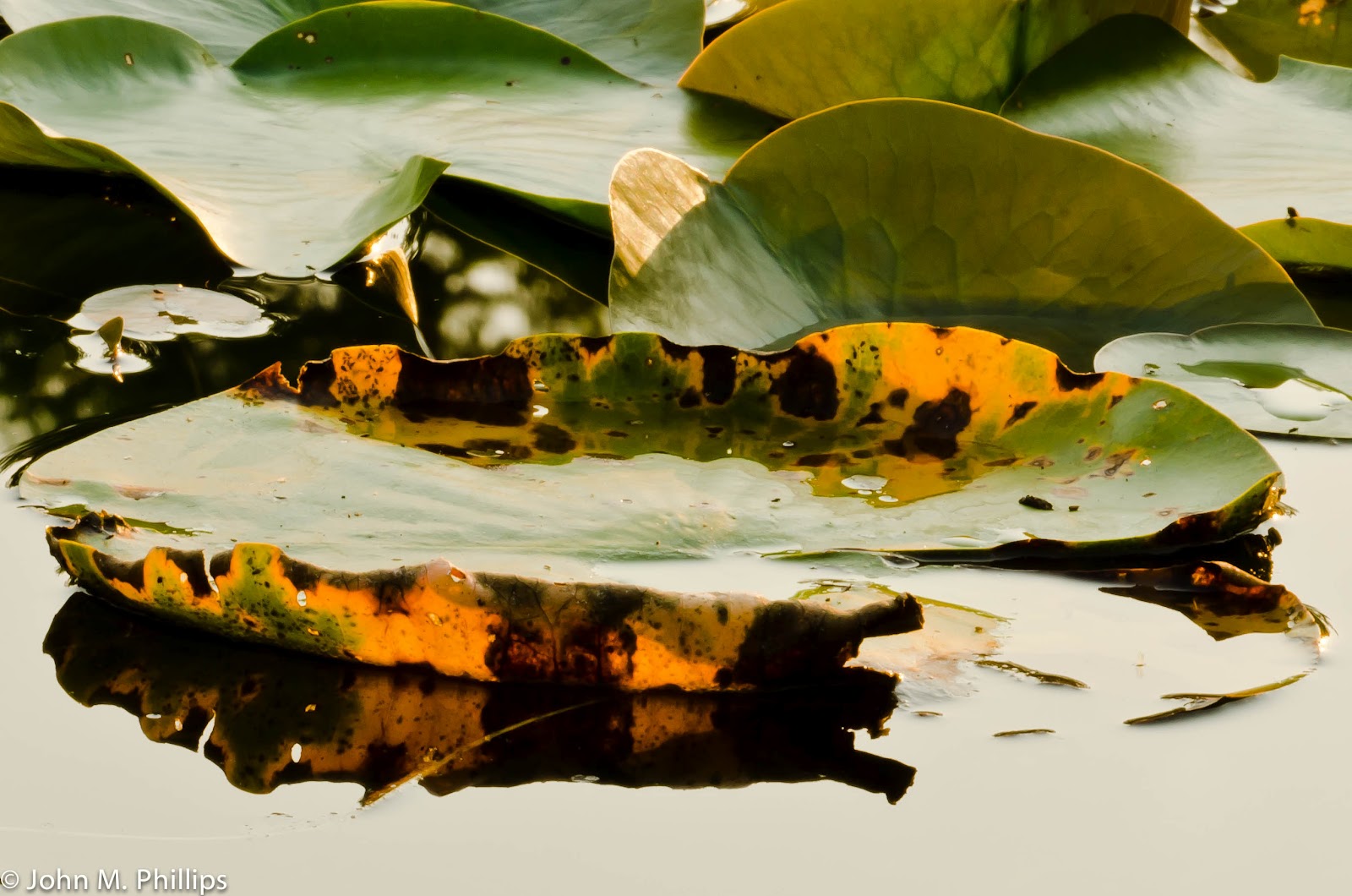SKEPTIC PHOTO: FROGS AND LILYPADS