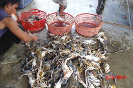 Bisnis Rajungan: Peluang Bisnis Rajungan