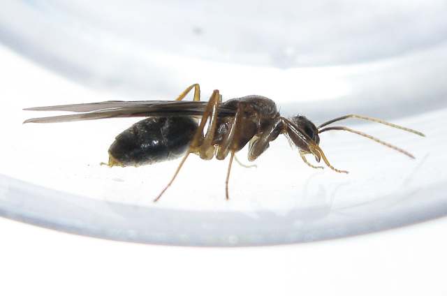 Photos and Info on Ants and Termites of Malaysia: Euprenolepis