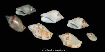 ShellsHawaii ...by Janjira: Hawaiian Seashells
