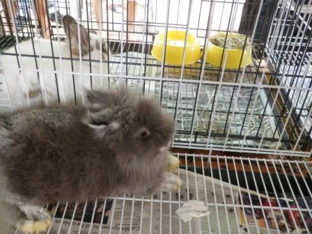 ! RABBIT IN THE WEB !: Rabbit Exhibition, Georgetown, Penang