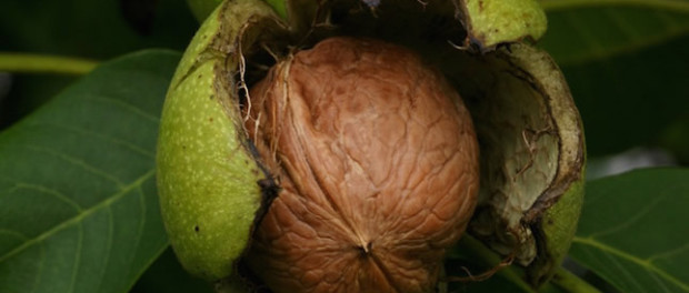 Šta list mladog oraha, ljuska, i nezreli plod može liječiti? ~ Recepti ...